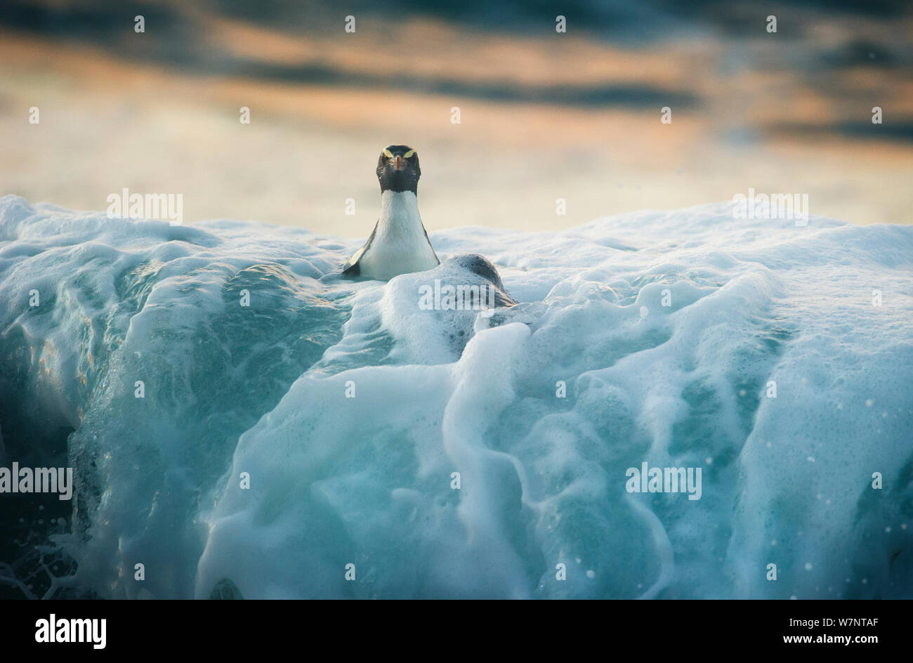 Fiordland crested penguin (Eudyptes pachyrhynchus) riding a foamy wave ...