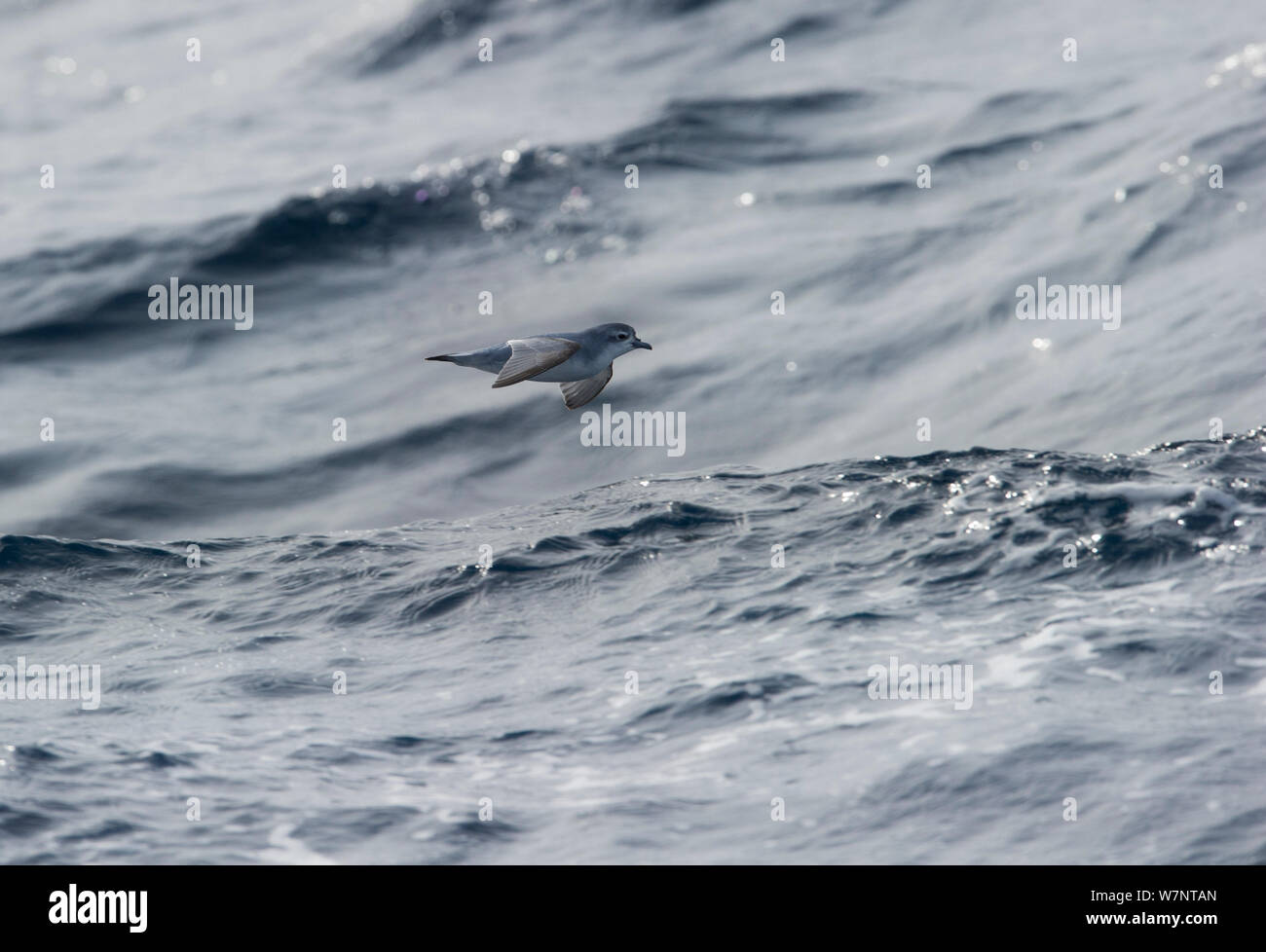Fulmar prion hi-res stock photography and images - Alamy