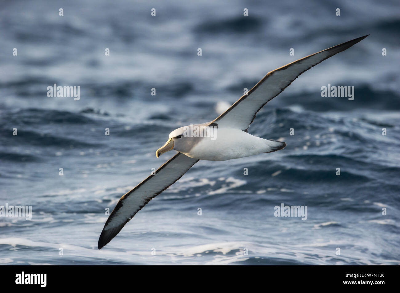 Shy Albatross (Thalassarche cauta) in flight, Snares Islands, New ...