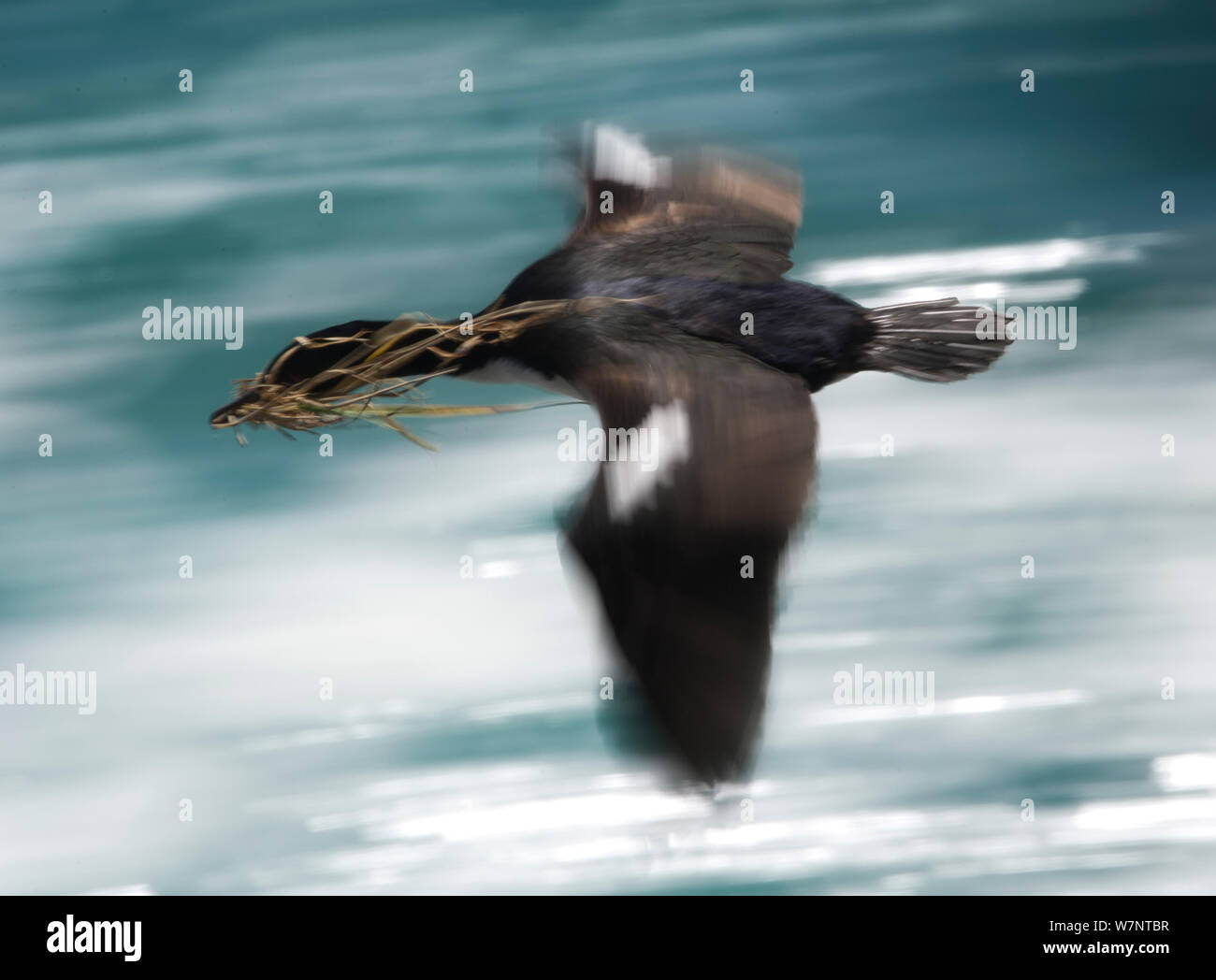 Auckland Shag (Leucocarbo / Phalacrocorax colensoi) in flight with ...