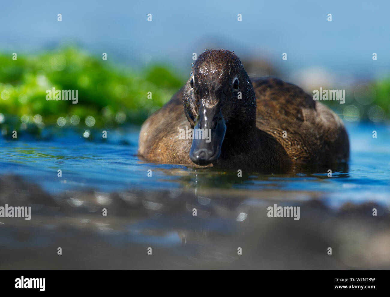 Auckland Teal (Anas aucklandica) endemic to Auckland Islands south of ...