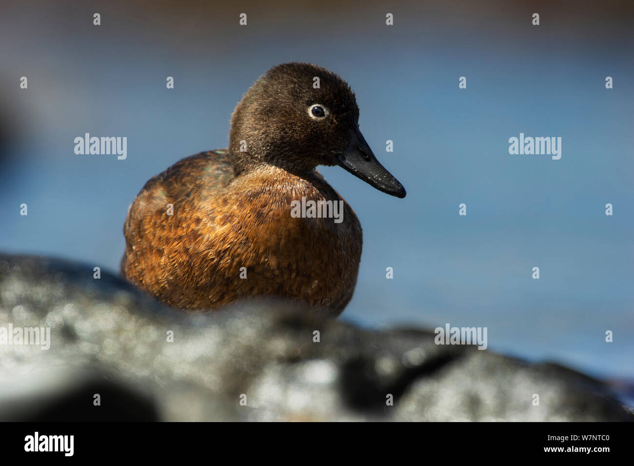 Auckland Teal (Anas aucklandica) endemic to Auckland Islands south of ...