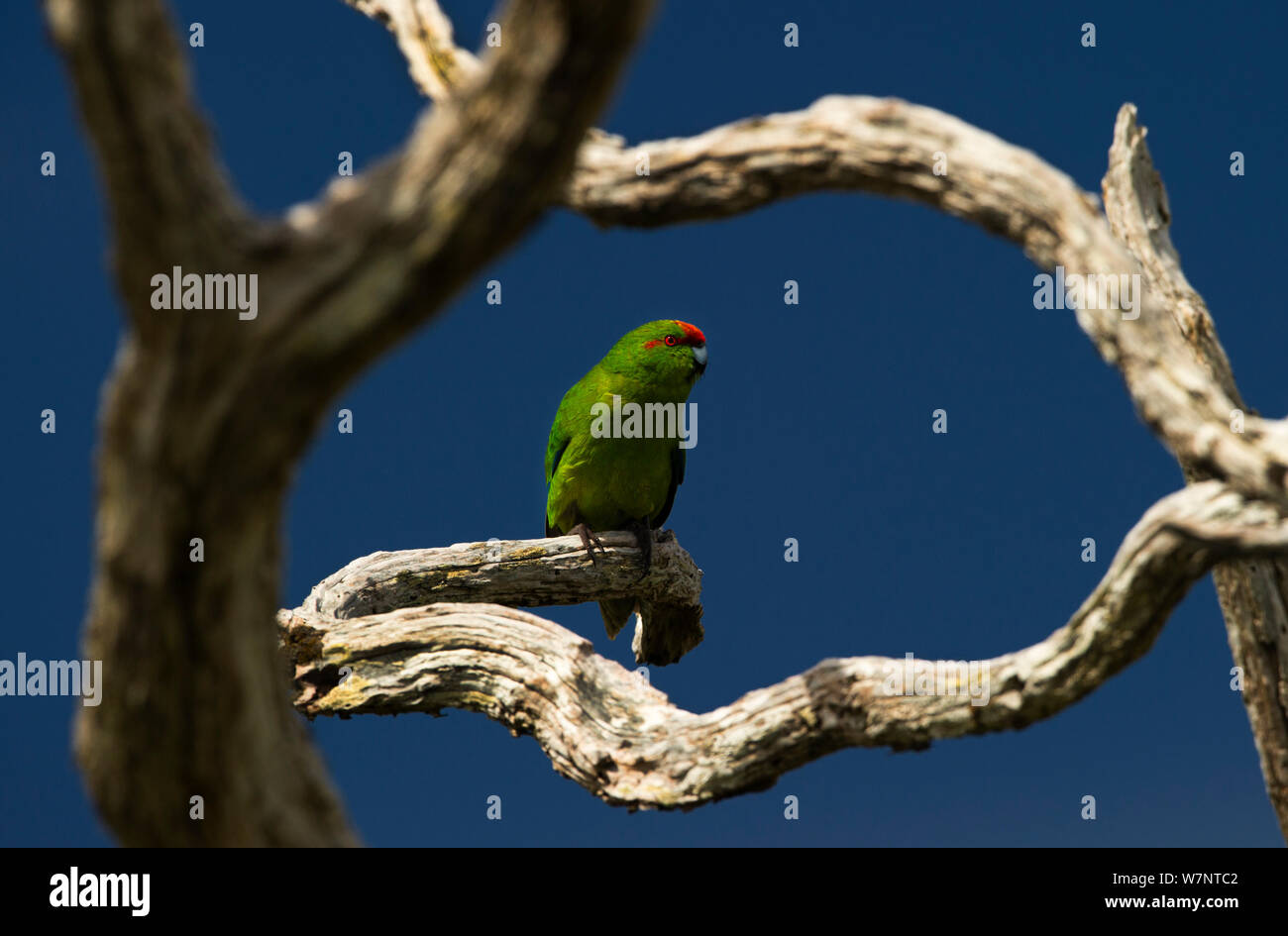 Red-crowned Parakeet (Cyanoramphus novaezelandiae) perched, vulnerable ...