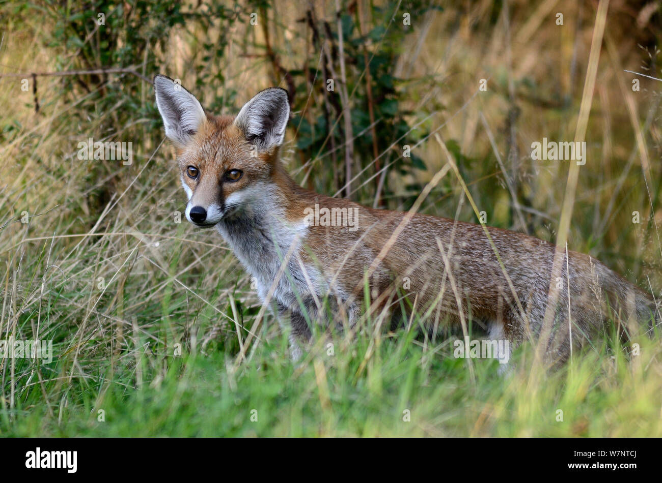 red fox vulpes vulpes Stock Photo - Alamy