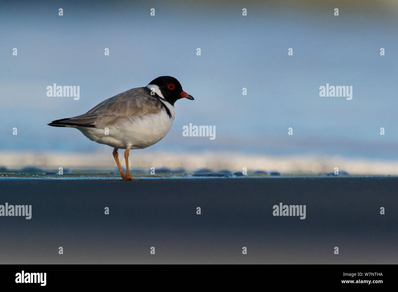 Hooded Plover (Thinornis rubricollis) walking along beach. Endemic to ...