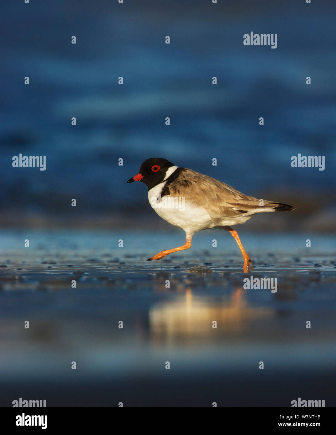 Hooded Plover (Thinornis rubricollis) walking along beach. Endemic to ...