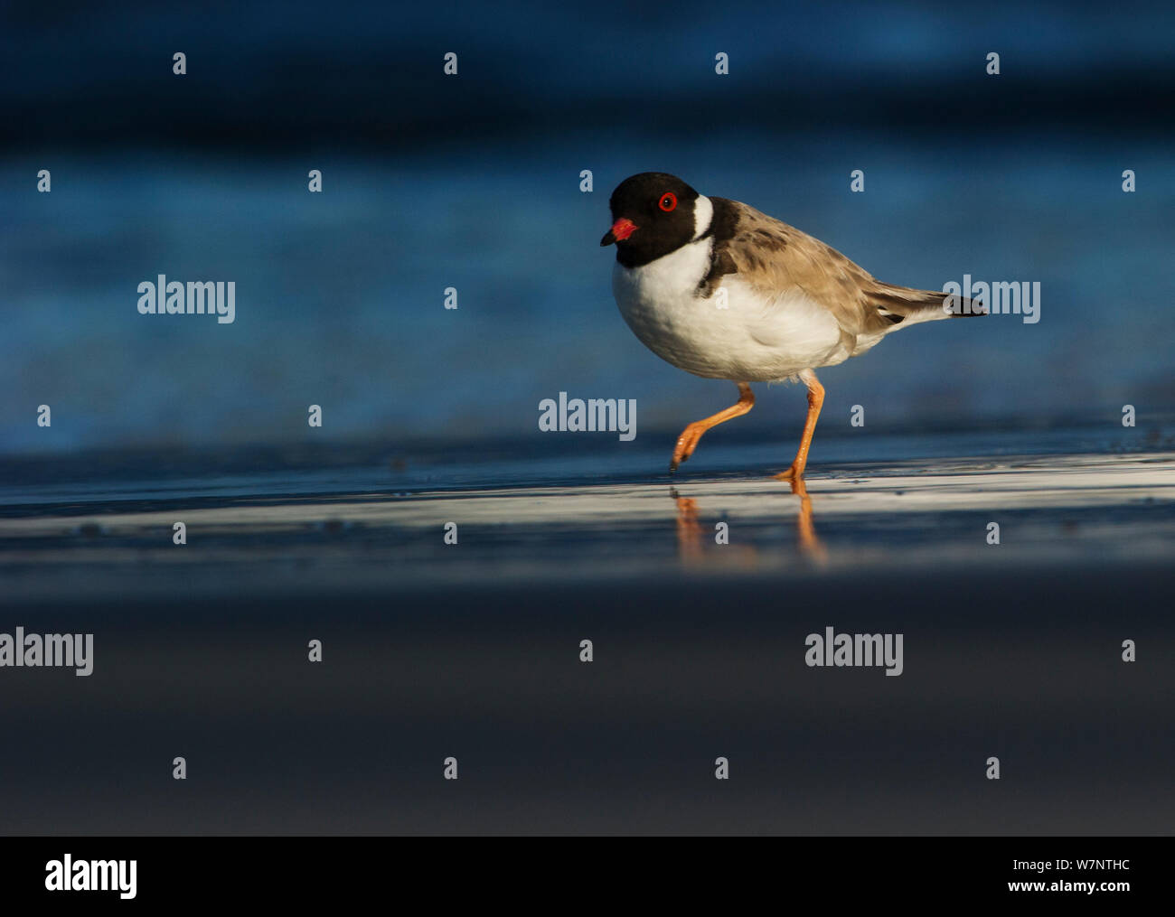 Hooded Plover (Thinornis rubricollis) walking along beach. Endemic to ...