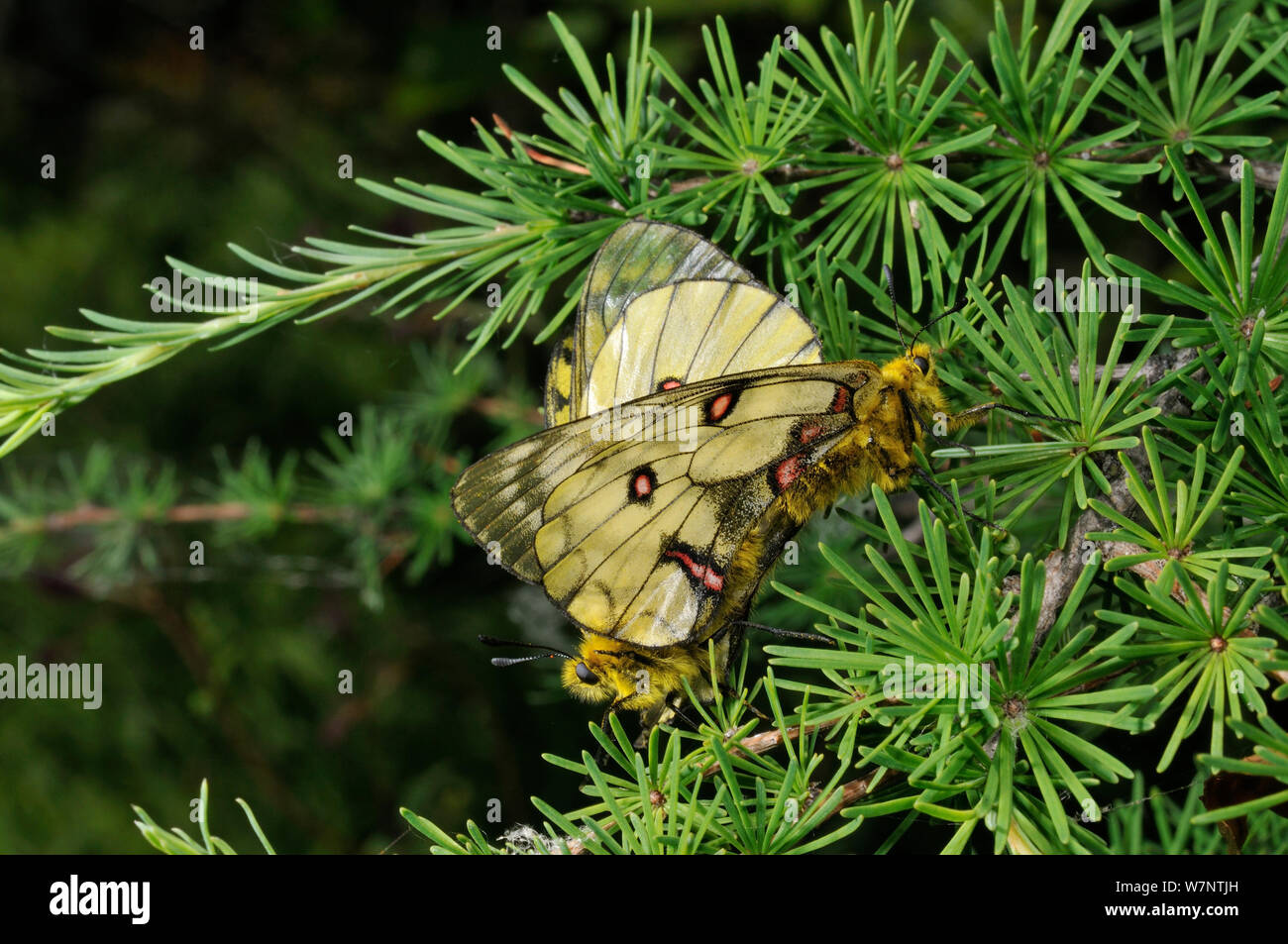 Mating pair of Eversmann's parnassian (Parnassius eversmanni ...