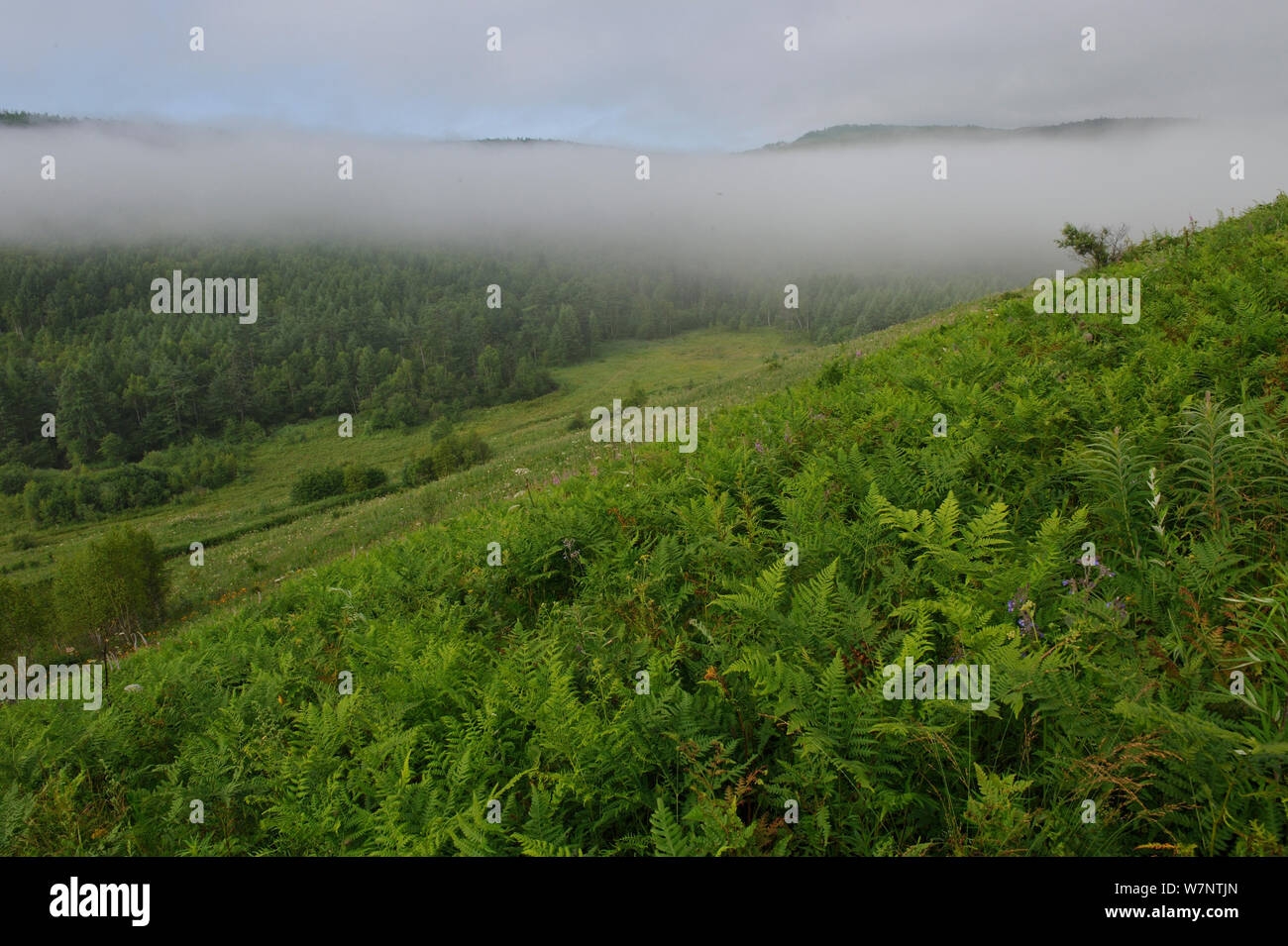 Landscape view of the Sikhote-Alin mountains, showing the habitat of ...