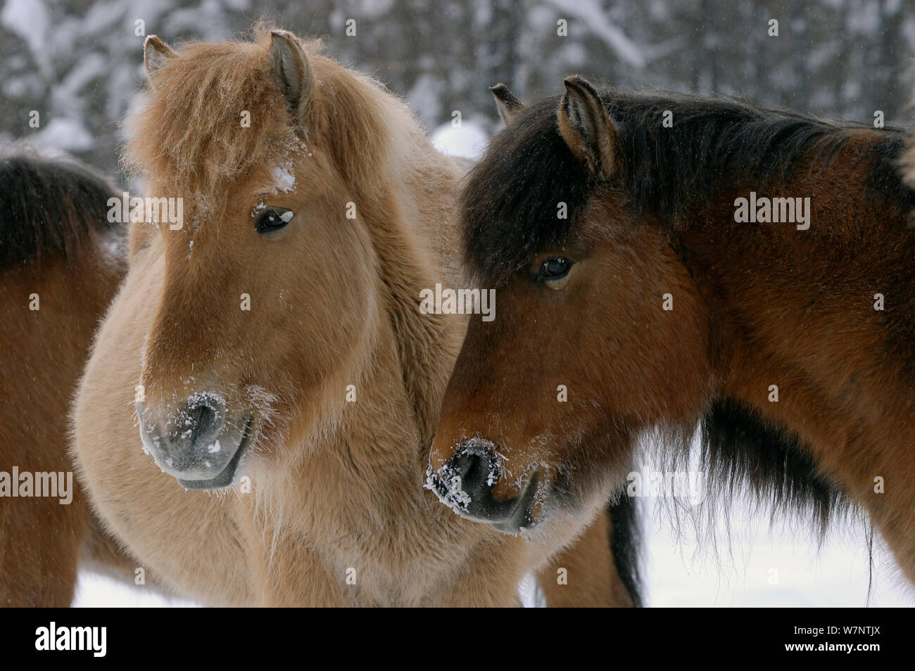 Yakut horses (Equus caballus) standing in snow, Berdigestyakh, Yakutia ...