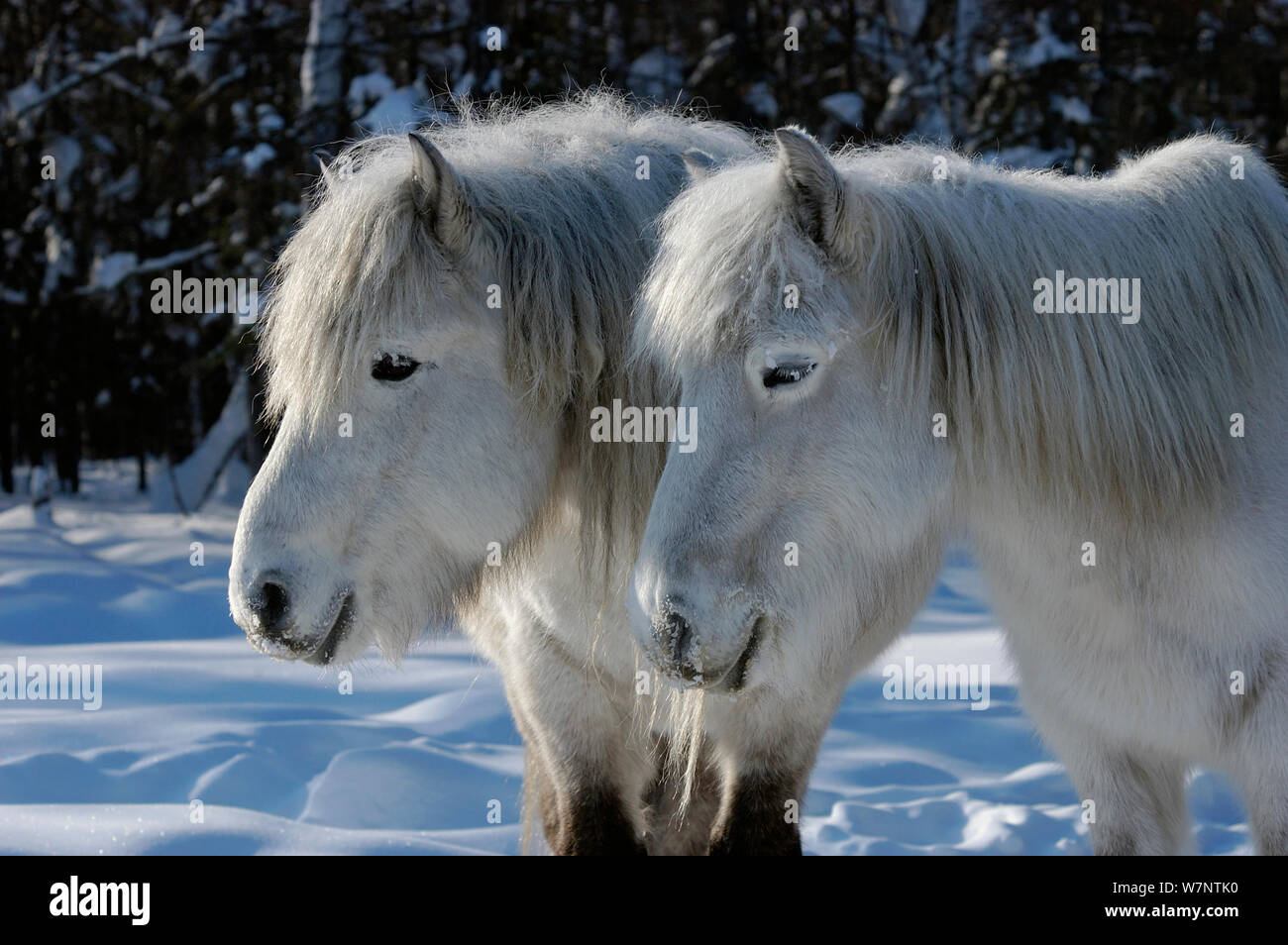 Yakut horses (Equus caballus) standing in snow, Berdigestyakh, Yakutia ...