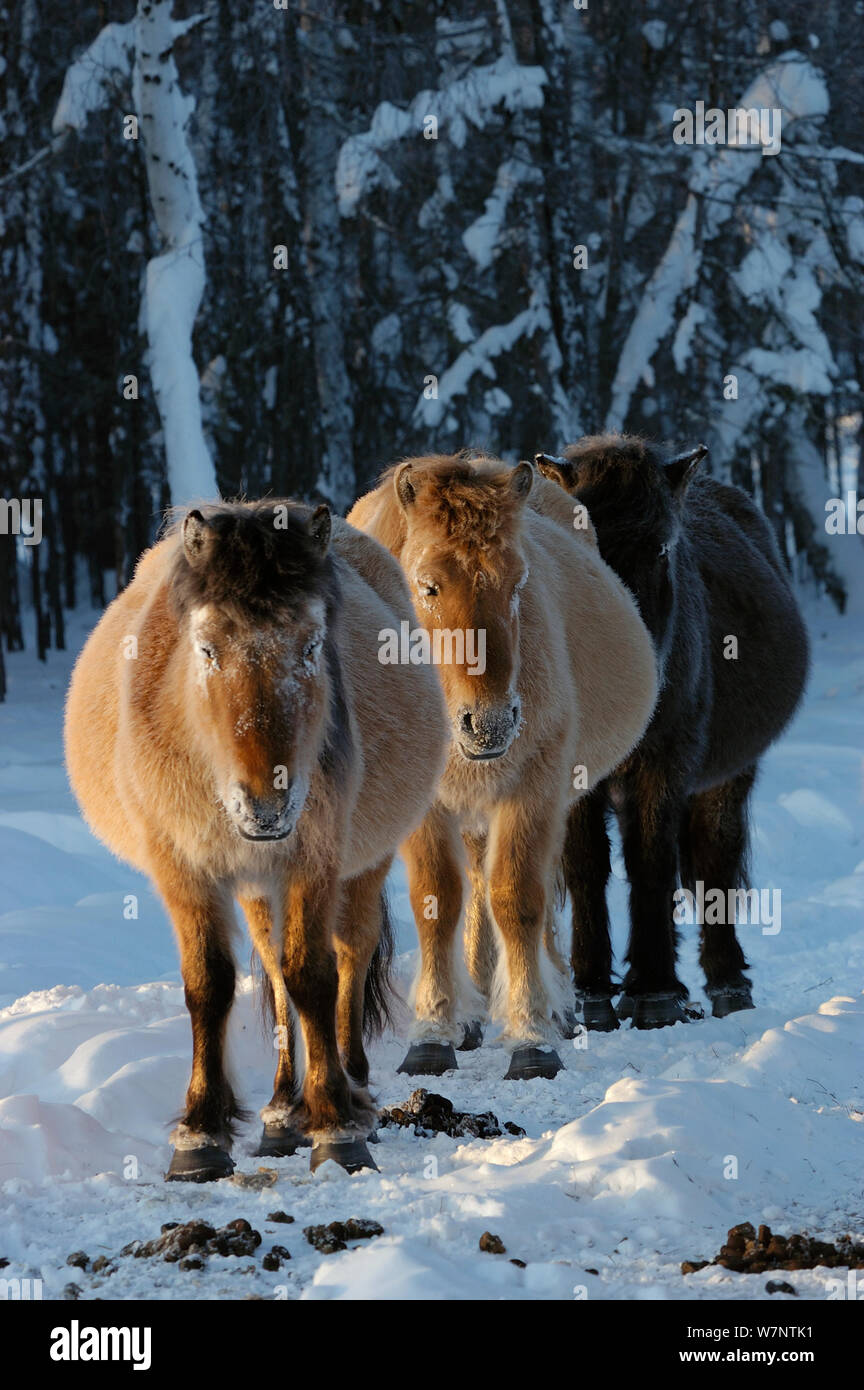 Yakut horse hi-res stock photography and images - Alamy