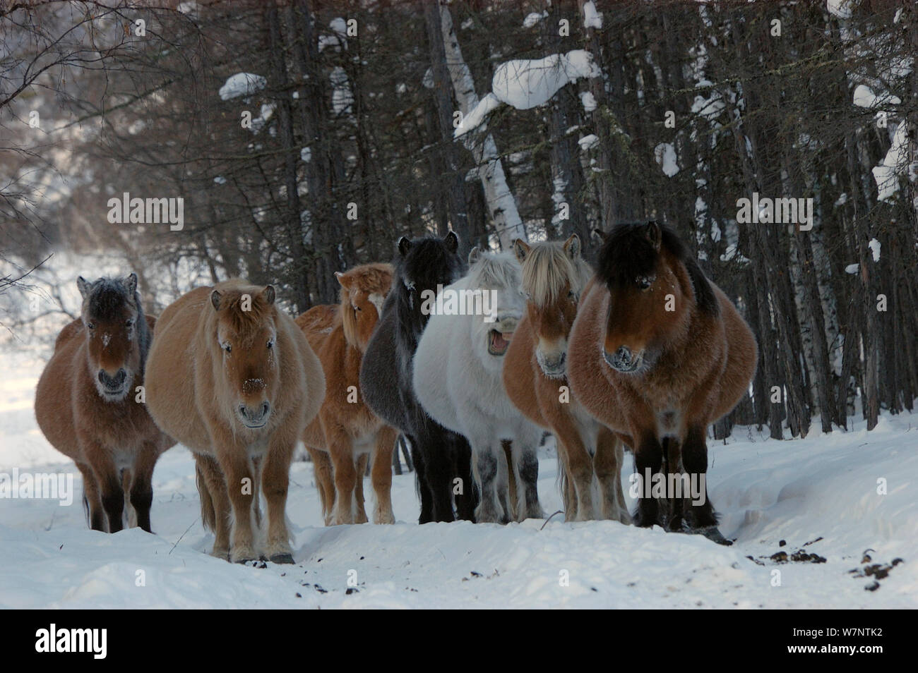 Group of Yakut horses (Equus caballus) standing in snow, Berdigestyakh ...