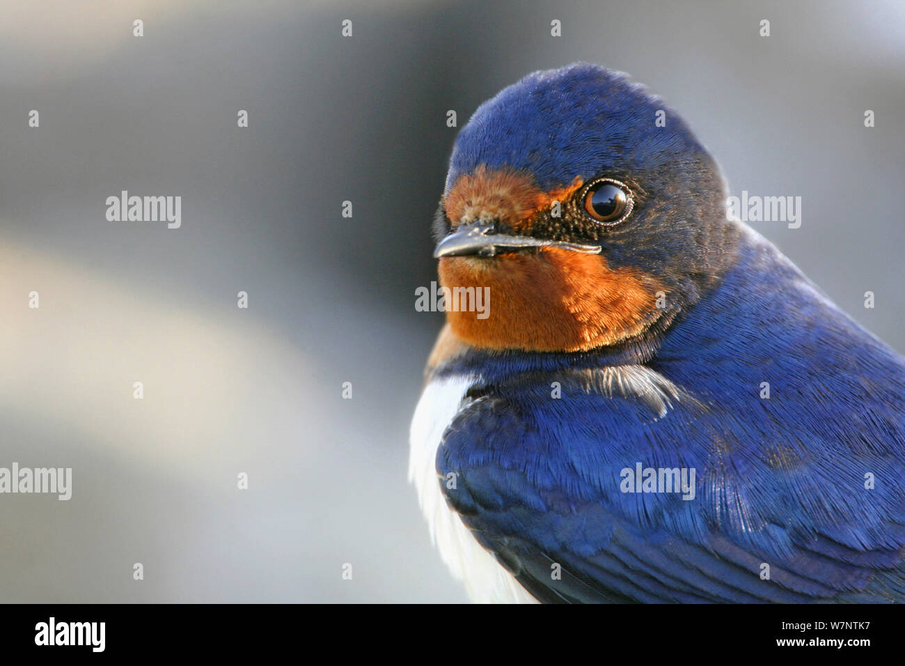 European Barn Swallow (Hirundo rustica) Oland Sweden, May Stock Photo ...