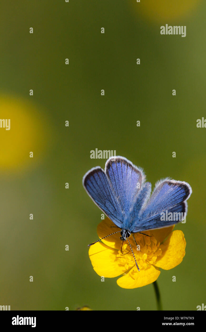 Mazarine blue butterfly (Polyommatus semiargus) on buttercup, Karlskoga ...