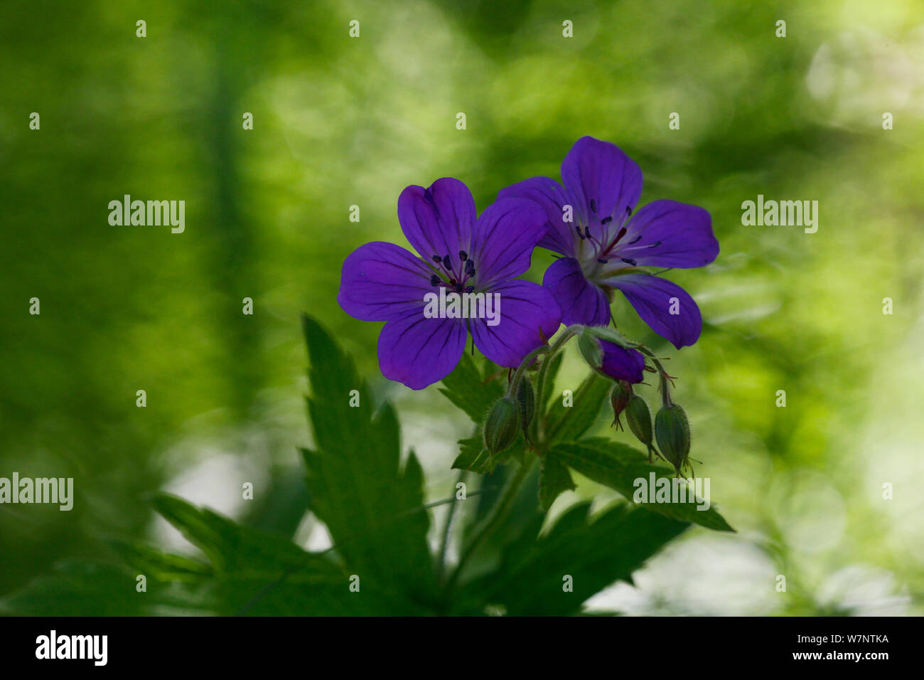 Wood cranesbill – geranium sylvaticum hi-res stock photography and ...