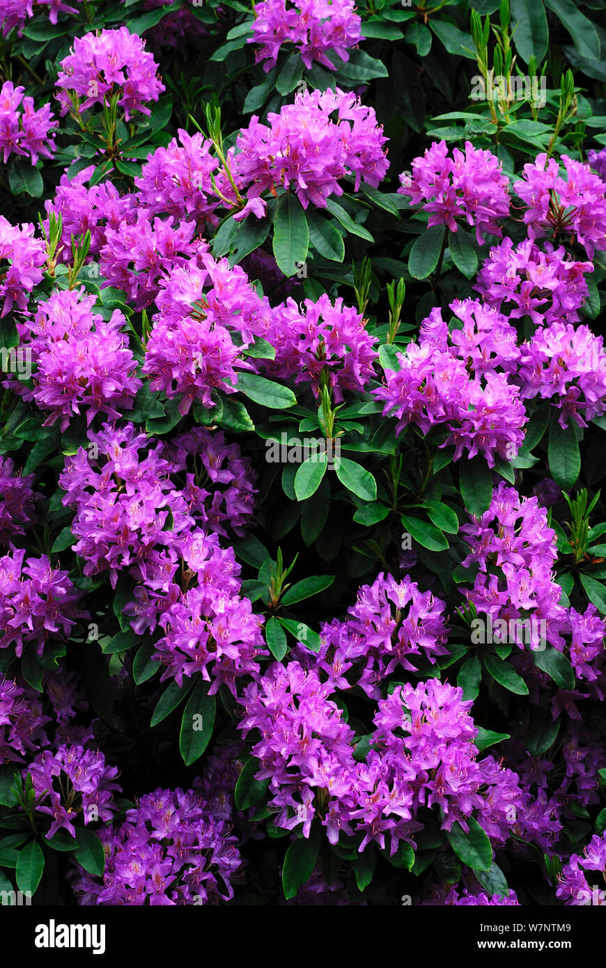 Wild rhododendron shrub in flower. Studland, Dorset, UK, May Stock ...