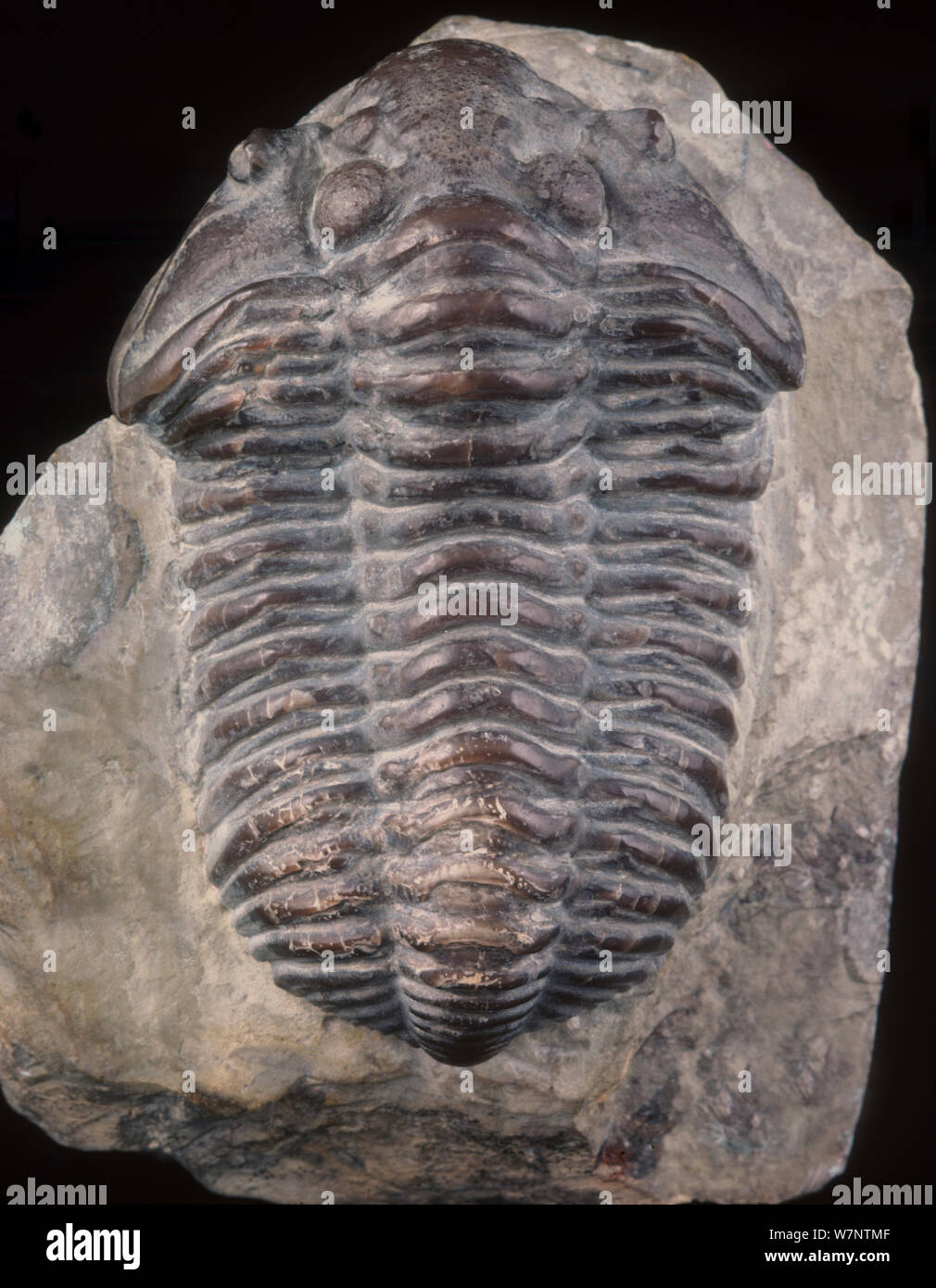 Trilobites fossils hi-res stock photography and images - Alamy
