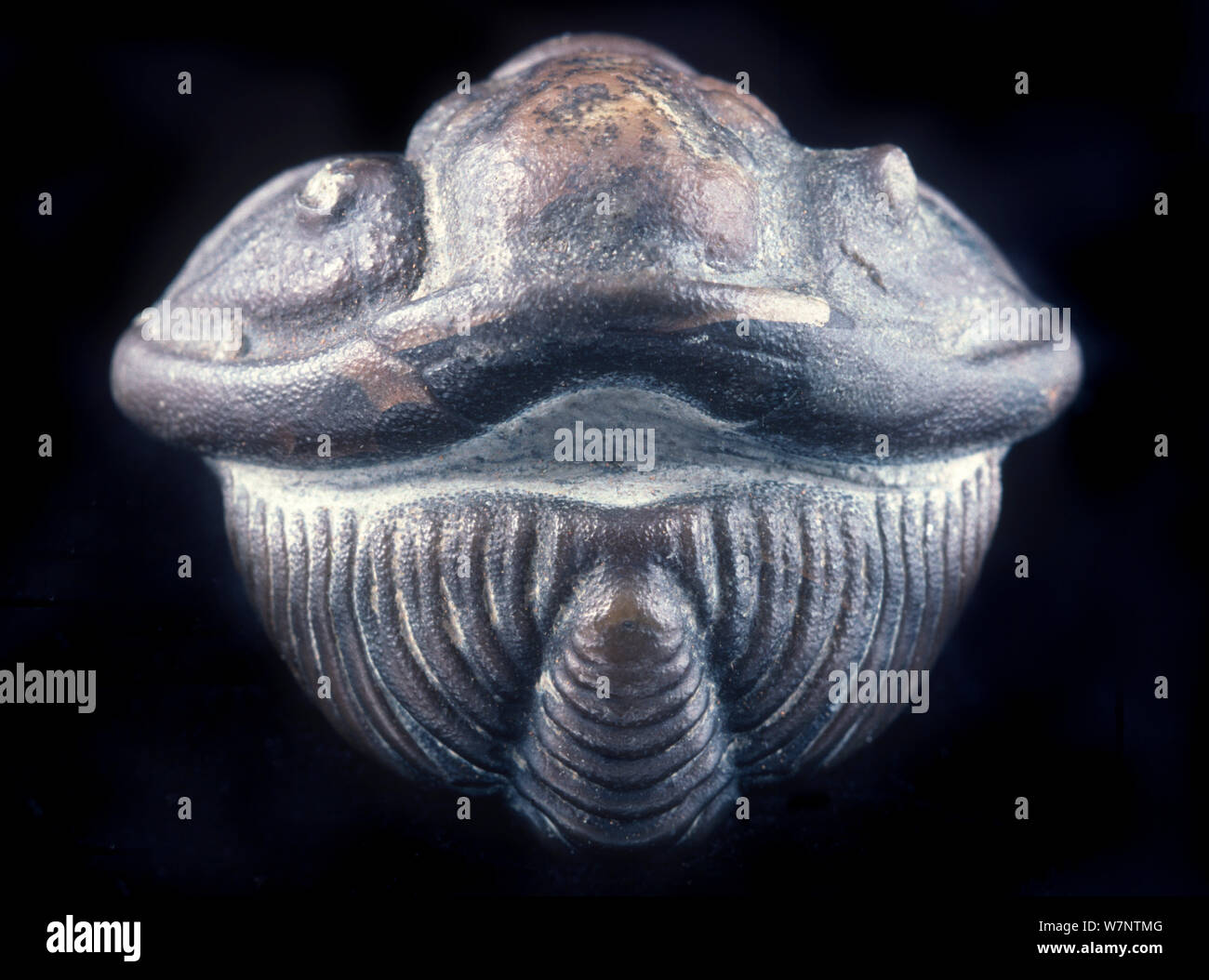 Well preserved fossil of trilobite, Dudley locust (Calymene ...