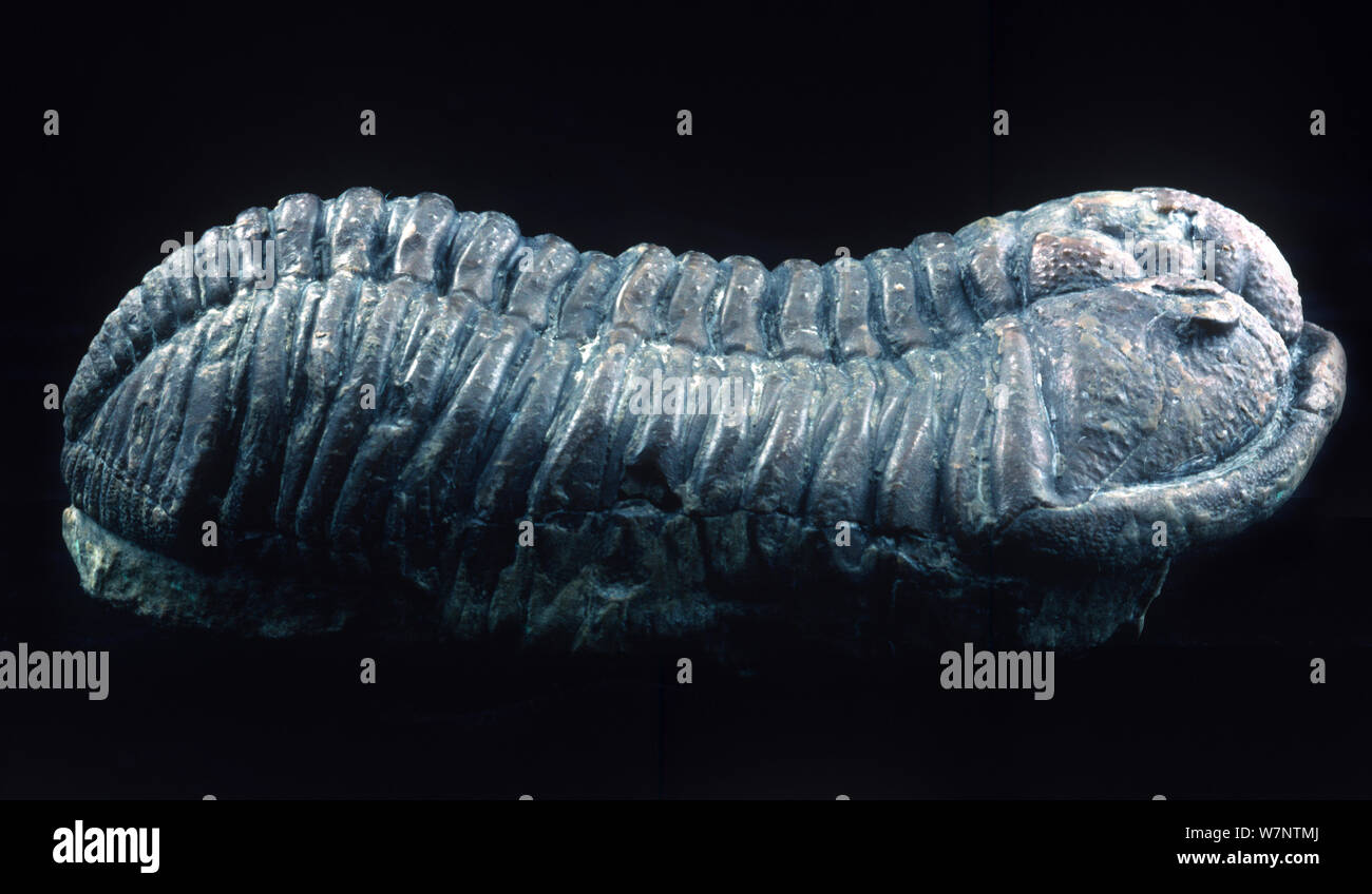 Trilobites fossils hi-res stock photography and images - Alamy