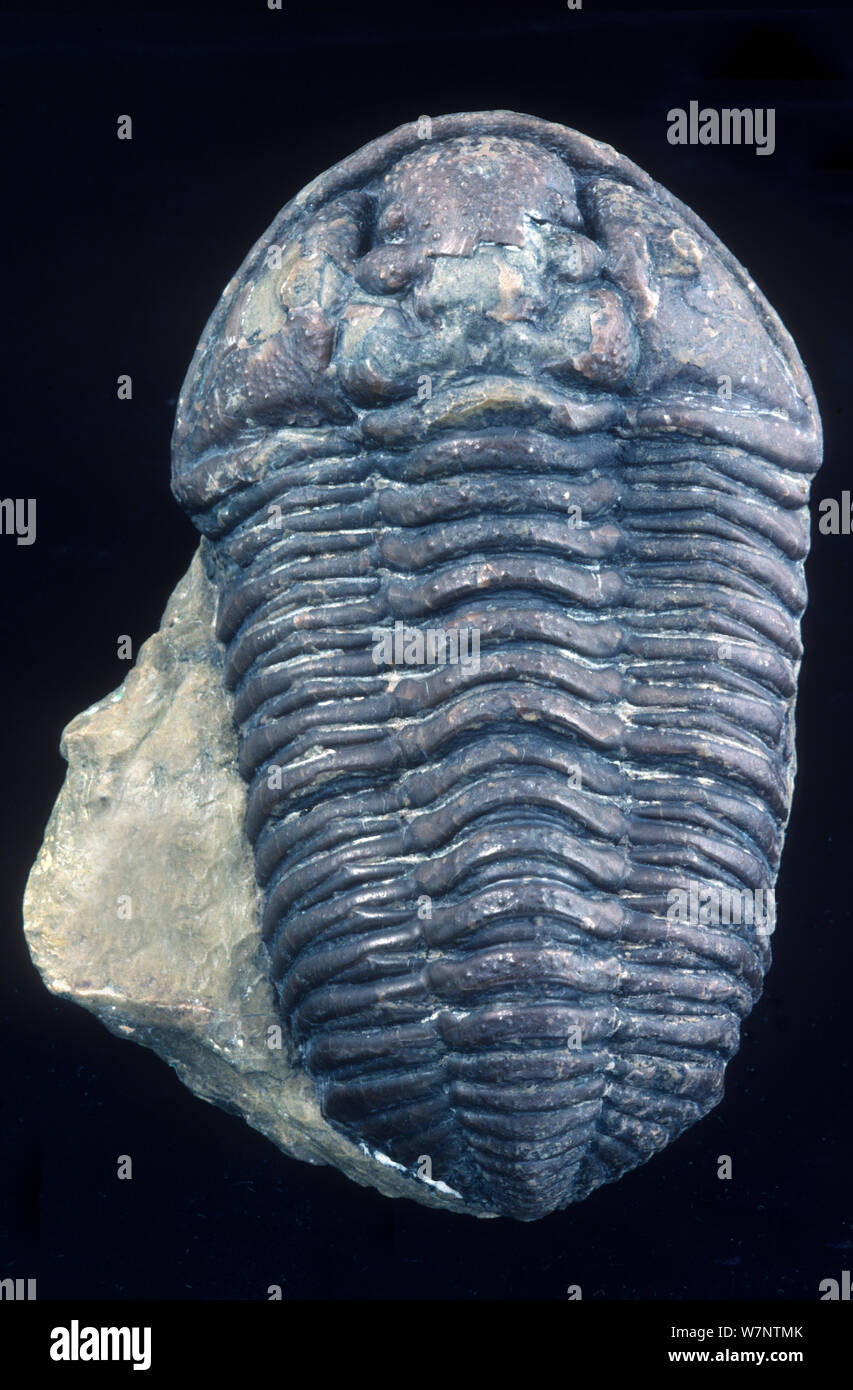 Trilobites fossils hi-res stock photography and images - Alamy