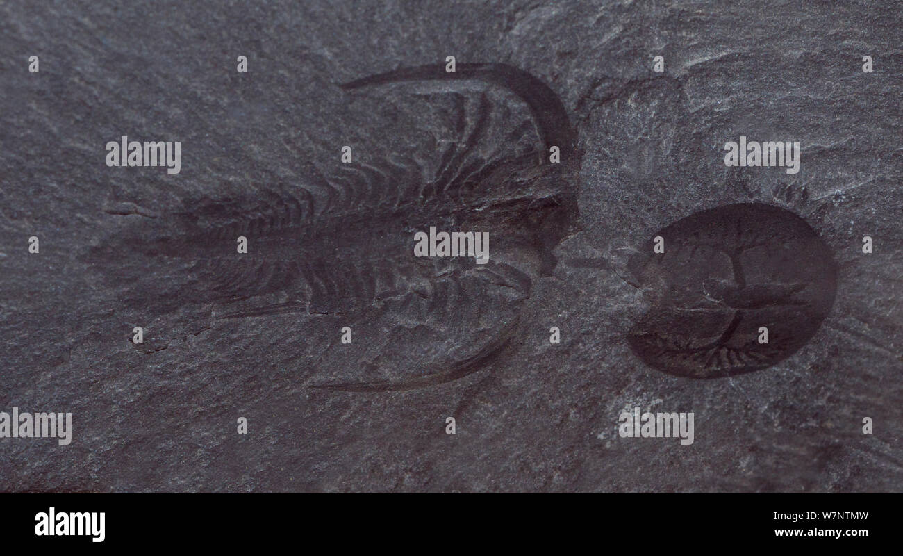 Marrella splendens (Walcott) left and Burgessia bella (Walcott) right ...