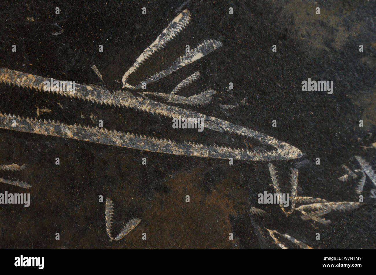 Didymograptus hi-res stock photography and images - Alamy