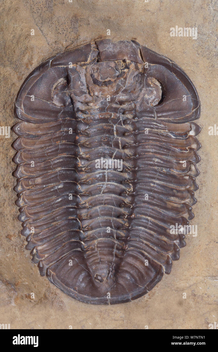 Biramous hi-res stock photography and images - Alamy