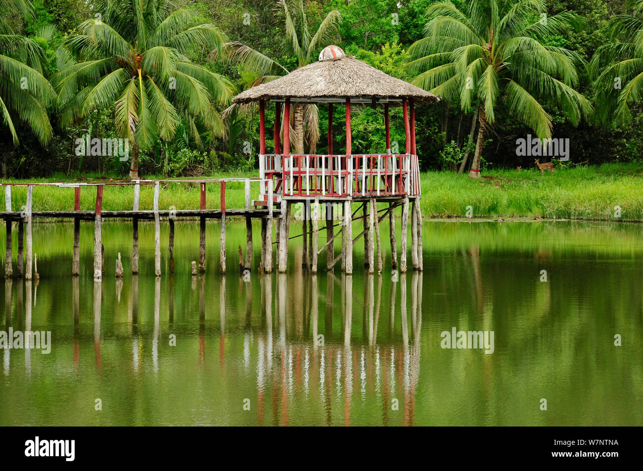Wildlife viewing platform, with chital deer (Axis axis) in the distance ...