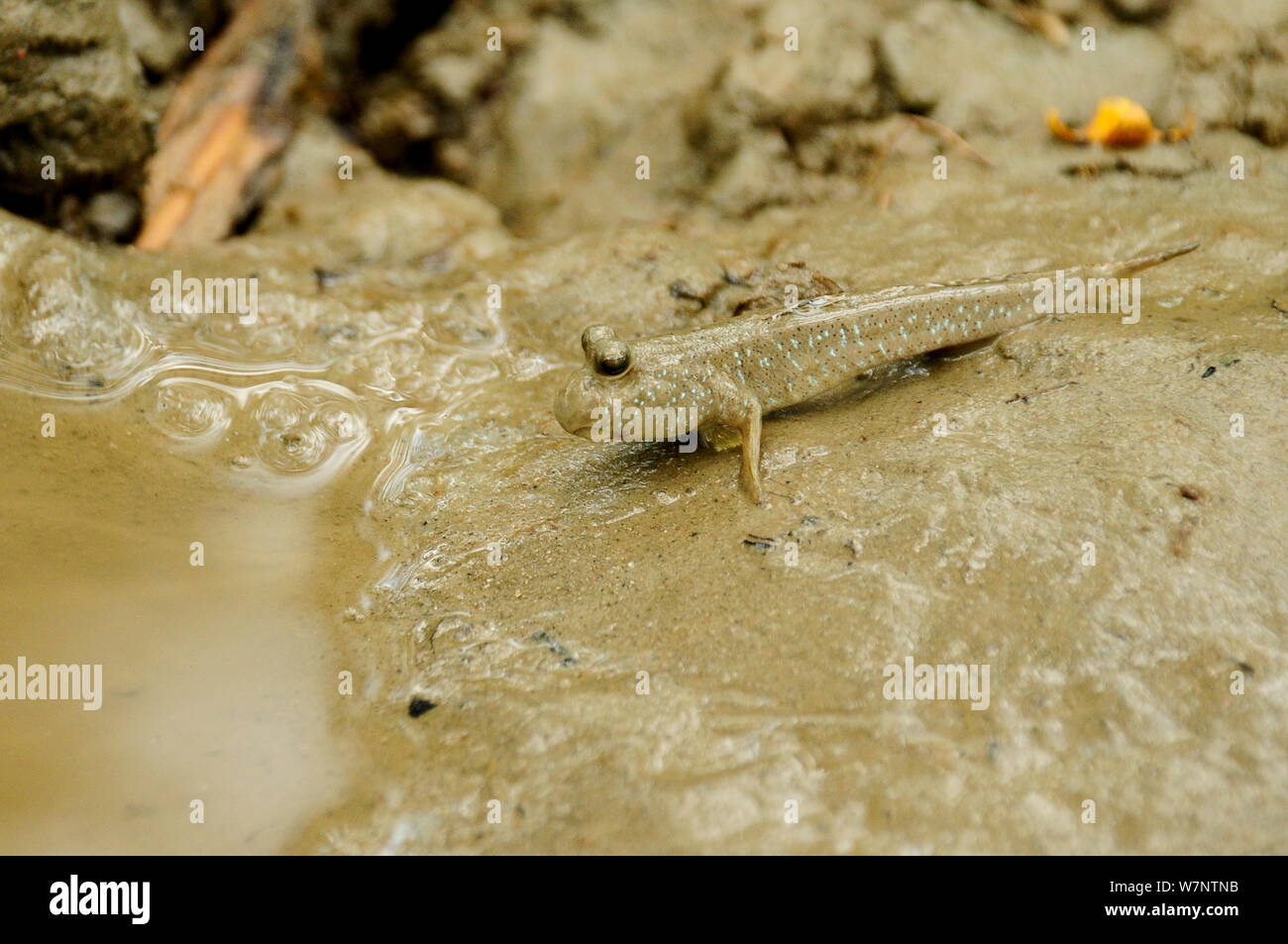 Mudskipper (Periophthalmus) the Sundarbans National Park, the largest ...