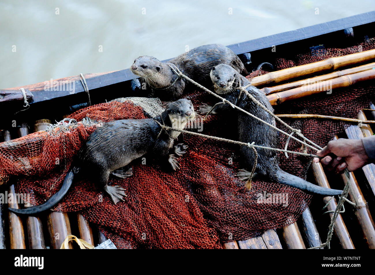 Otters world hi-res stock photography and images - Alamy