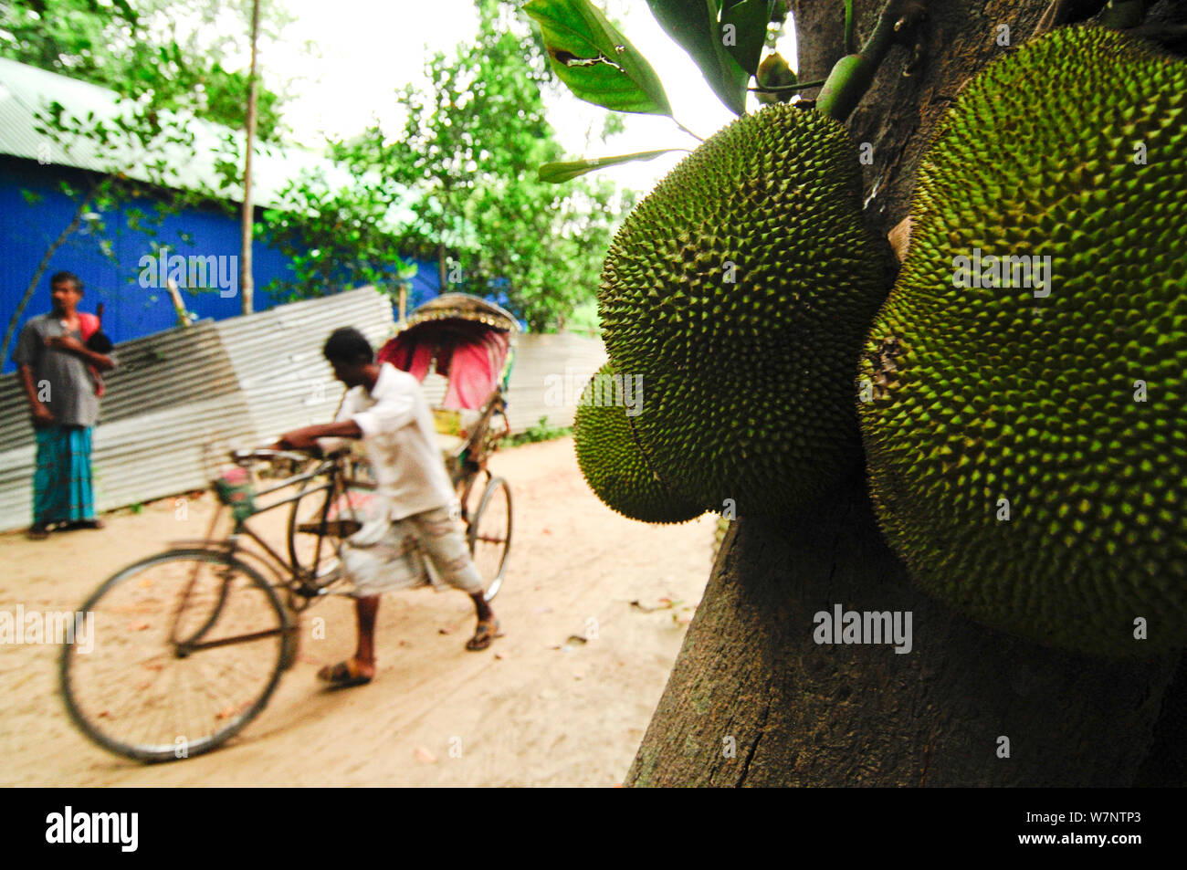 Jackfruit plants hi-res stock photography and images - Alamy