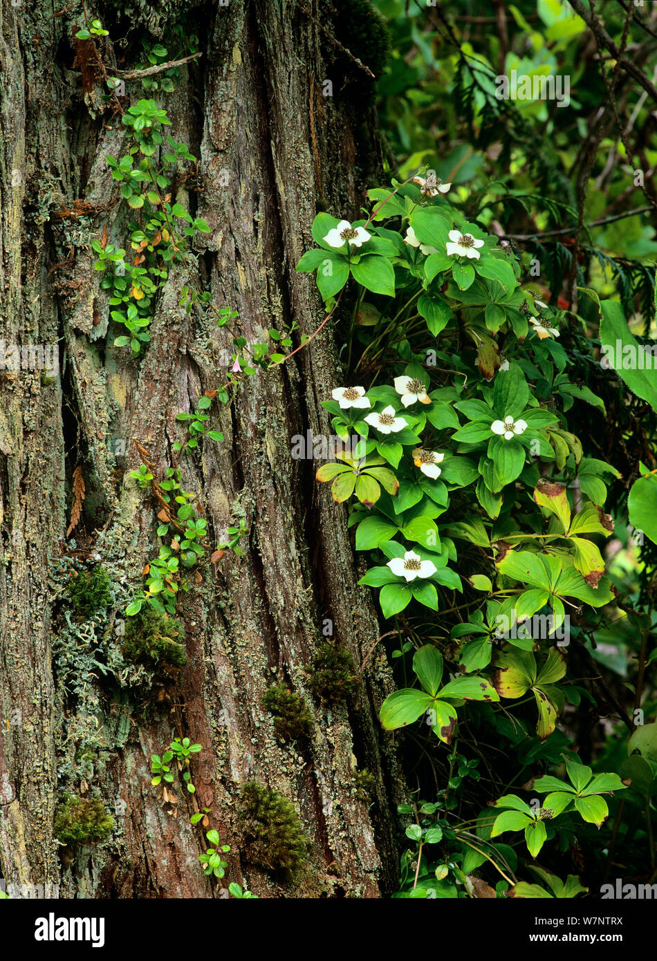 Canadian Bunchberry (Cornus canadensis) flowering nest to Western Red ...