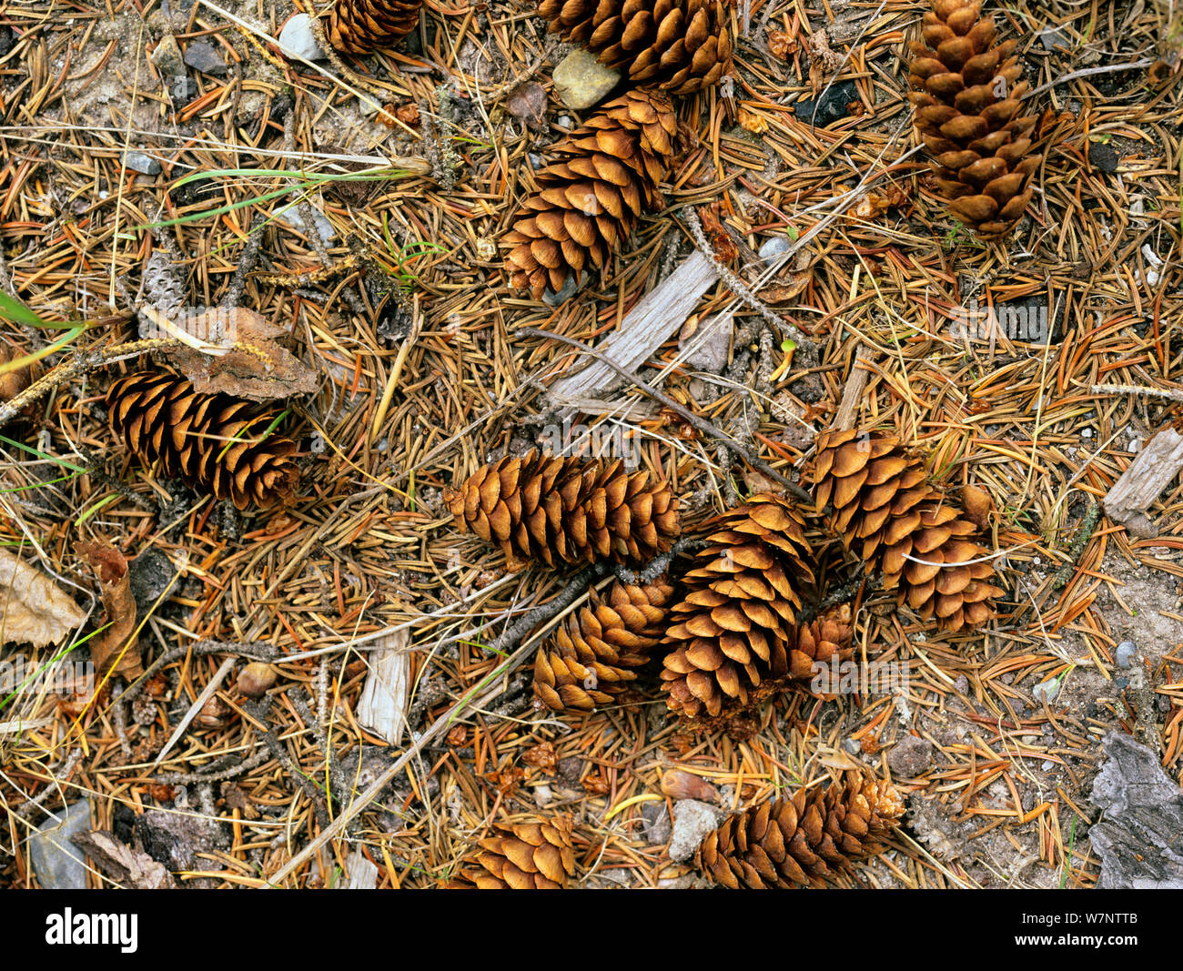 White Spruce (Picea glauca) cones on the forest floor, Yoho National ...
