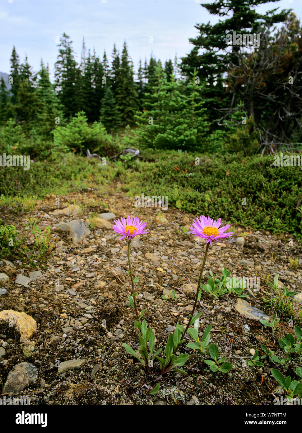 Leafy-bract Aster (Aster foliaceus) growing in a mountain forest ...