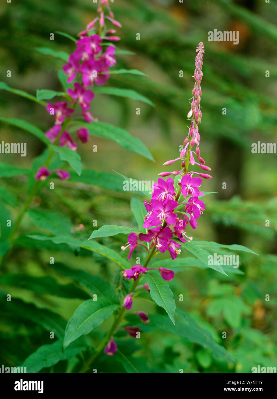 Fireweed (Chamerion angustifolium angustifolium) at Athabasca Falls ...