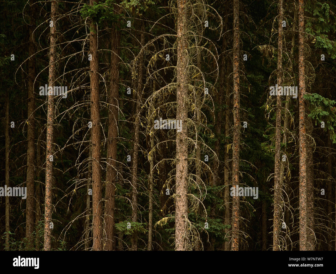 Conifer forest tree trunks in Fraser Valley, Mount Robson Provincial ...