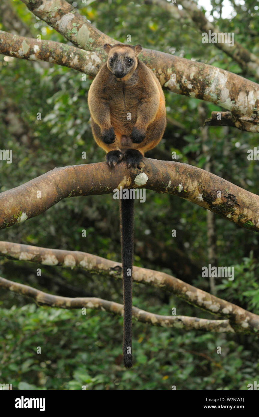Lumholtz's Tree Kangaroo (Dendrolagus lumholtzi) male perched on tree ...