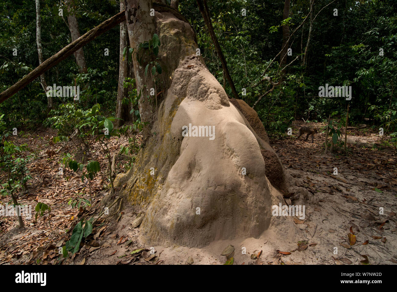 Termite mounds africa hi-res stock photography and images - Alamy