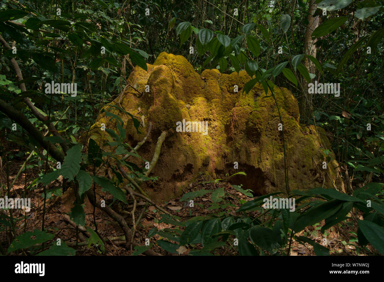 Termites mound interior hi-res stock photography and images - Alamy