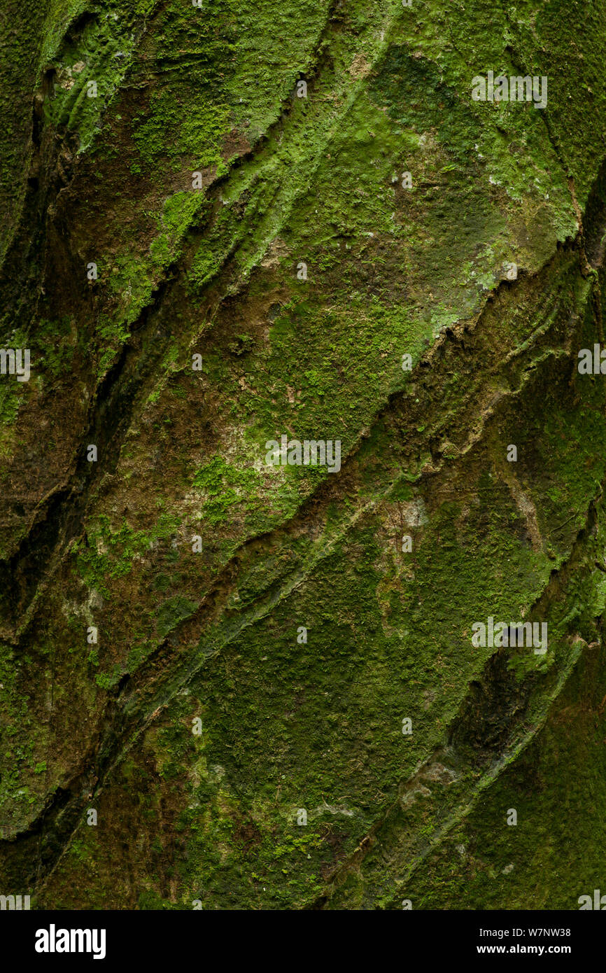 Landa / Ndembo / Silkrubber tree (Funtumia elastica) bark with 30 year ...