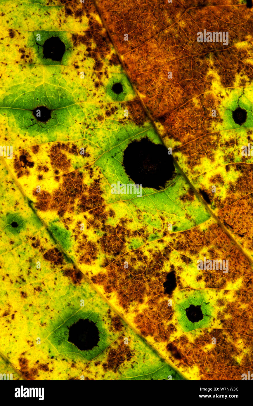 Violaceae leaf close up, known to locals as 'Esandjambongo' (Rinorea ...