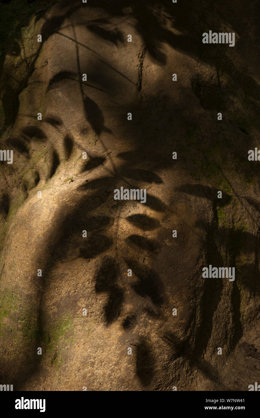 'Kafa Tingunda' leaf shadows on elephant abrased termite mound on ...