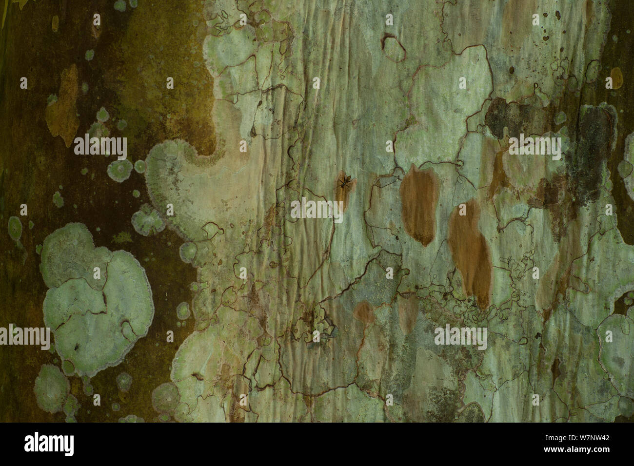 Mottled tree bark hi-res stock photography and images - Alamy