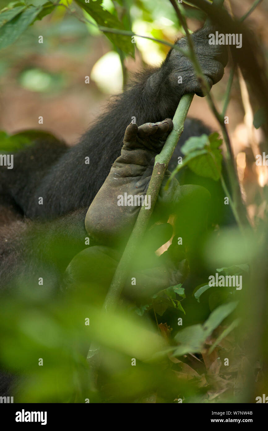Western lowland gorilla (Gorilla gorilla gorilla) black-back male ...