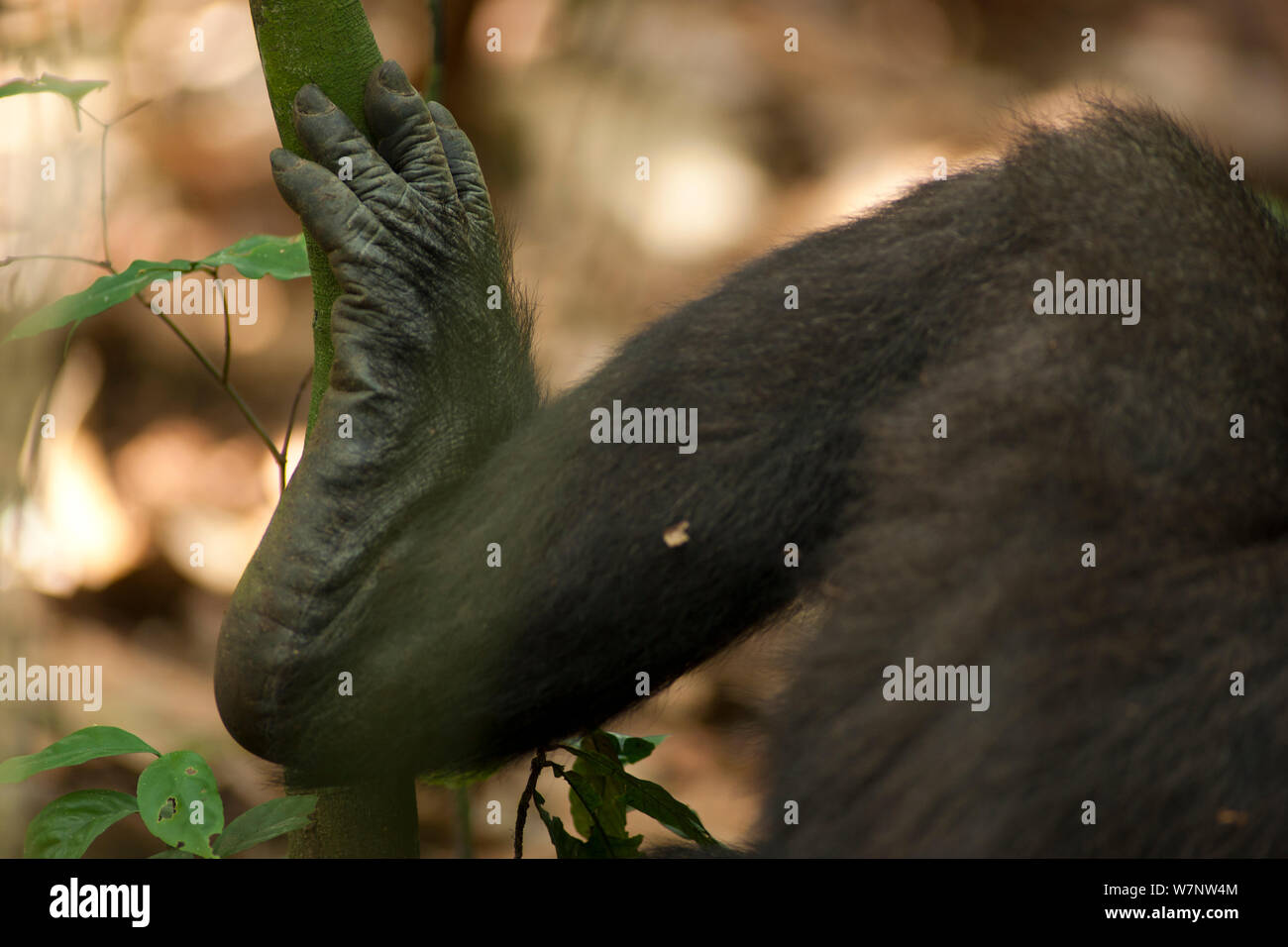 Western lowland gorilla (Gorilla gorilla gorilla) black-back male ...