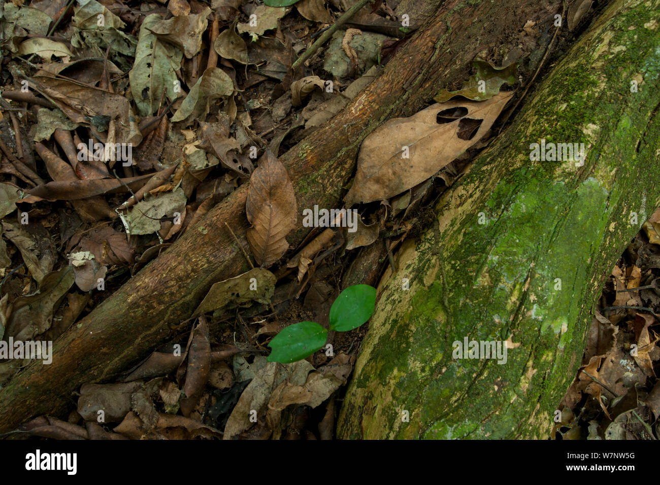 'Bodaba' leaf (Grossera macrantha) nestled against Strangler Fig tree ...