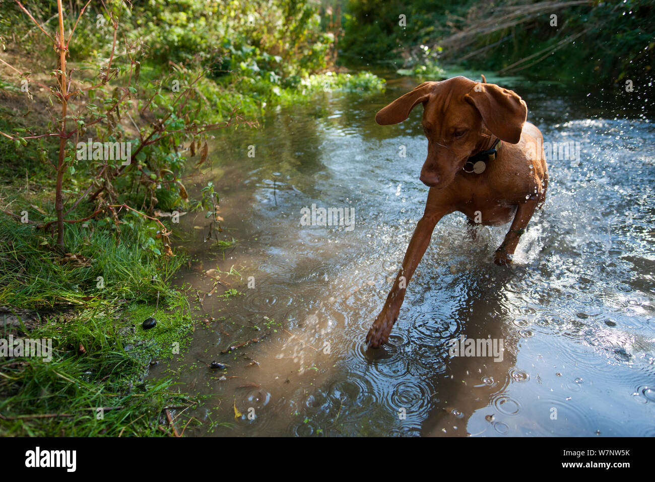 Hungarian water dog hi-res stock photography and images - Alamy