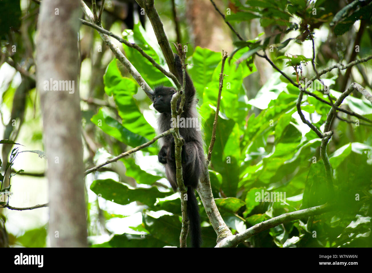 Mangabeys High Resolution Stock Photography and Images - Alamy
