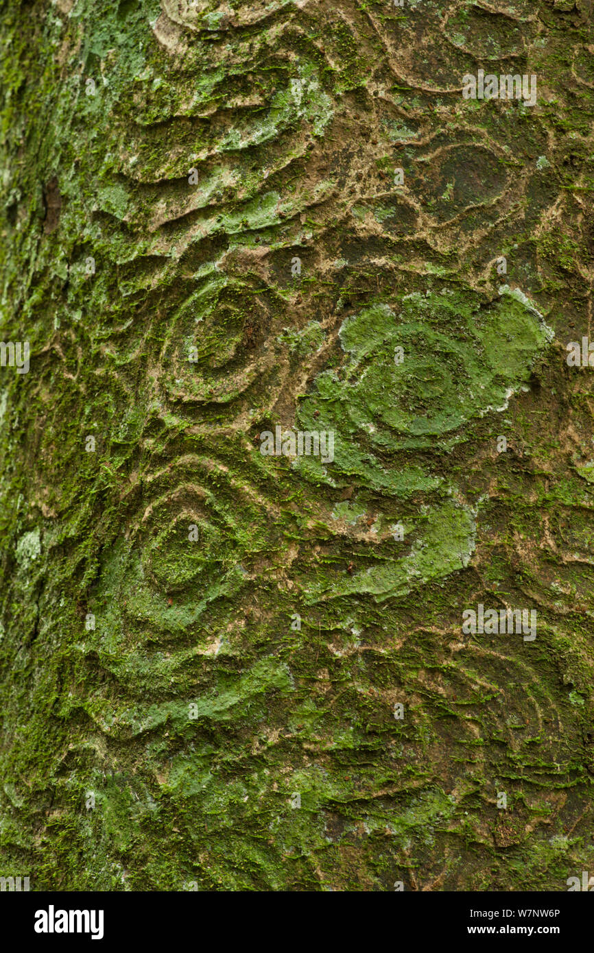 'Mbanda' tree trunk with bark patterns (Erthrophleum suaveolens) lots ...